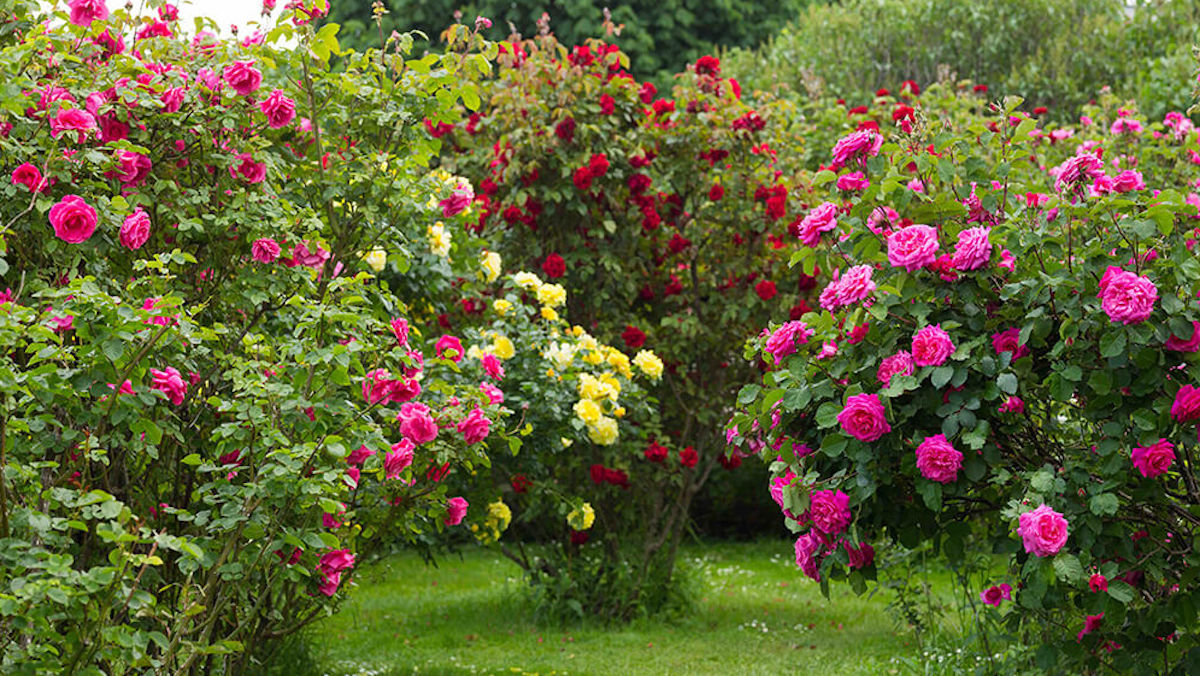 8 trucs faciles pour avoir de beaux rosiers en santé!